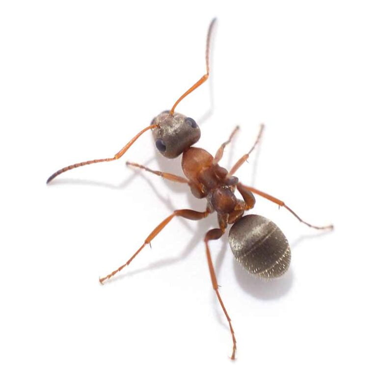 Meilleur Traitement contre les Fourmis de Pavé | ECRN Extermination