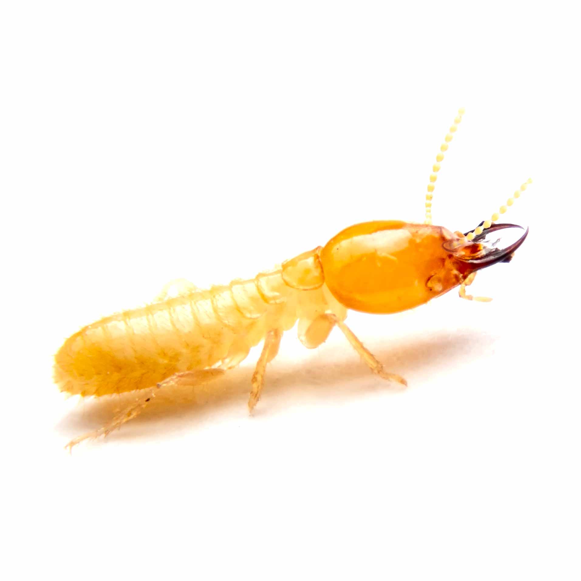 Termites ou Fourmis Charpentières: Identification | ECRN Extermination